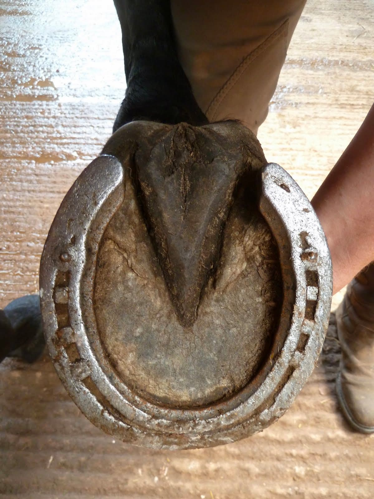 Beginner’s Guide: Hoof Care – Pony Tales Club